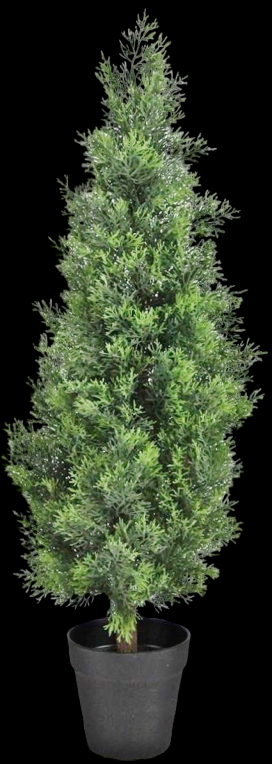 Potted Juniper Tree – Bonnett Wholesale Florist