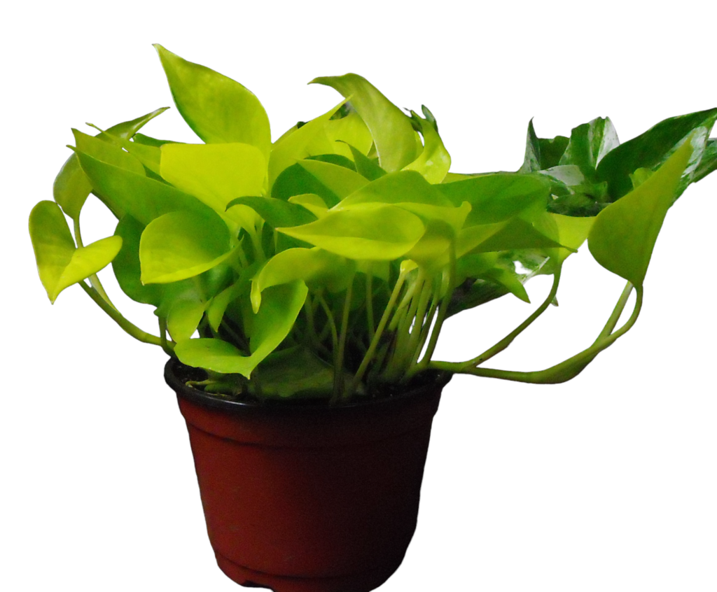 Plant Department Availability – Bonnett Wholesale Florist