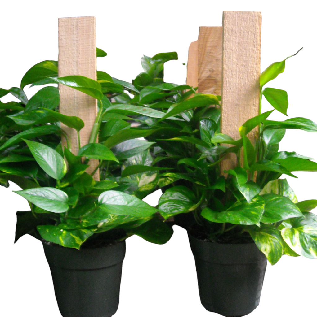 Plant Department Availability – Bonnett Wholesale Florist