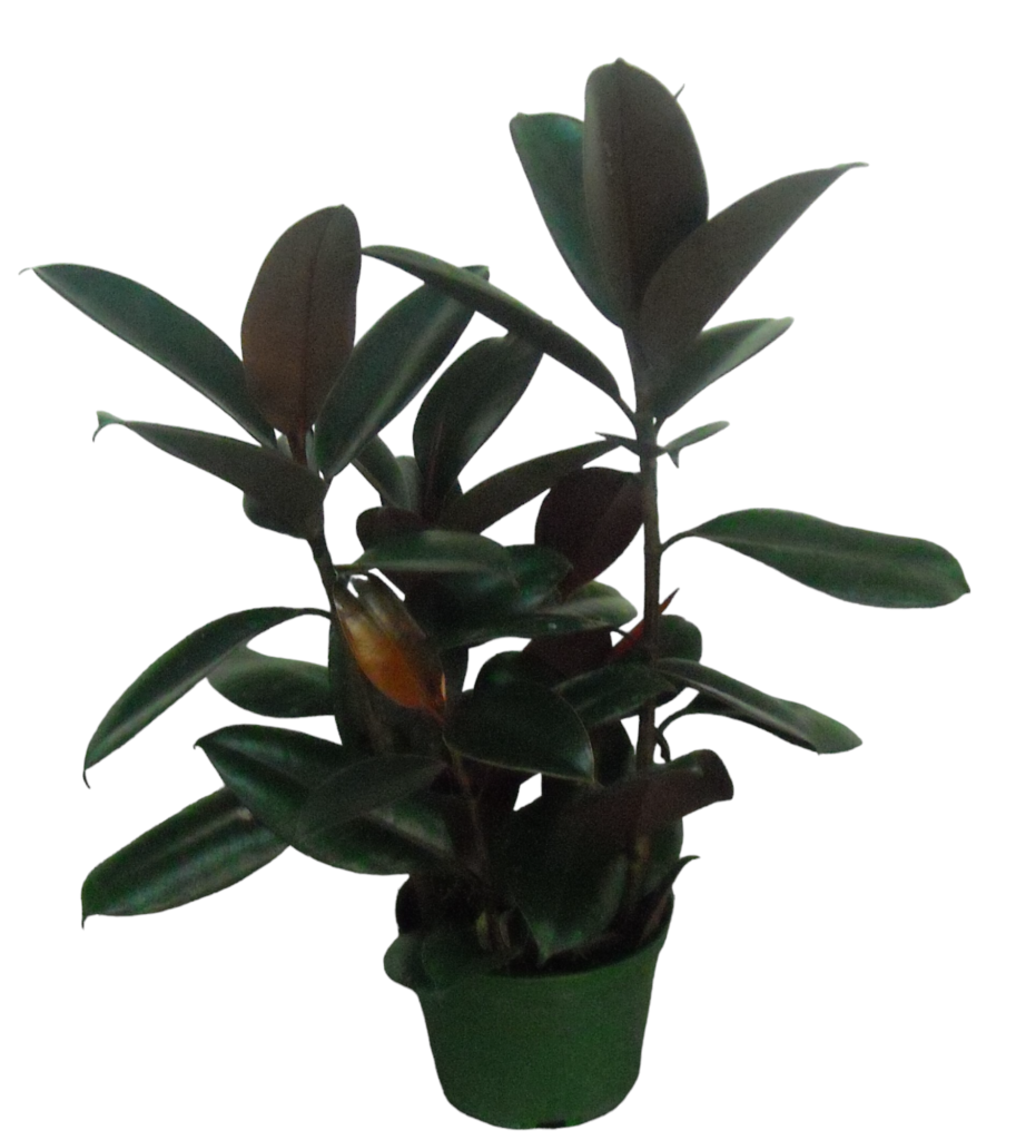 Rubber Plant – Bonnett Wholesale Florist